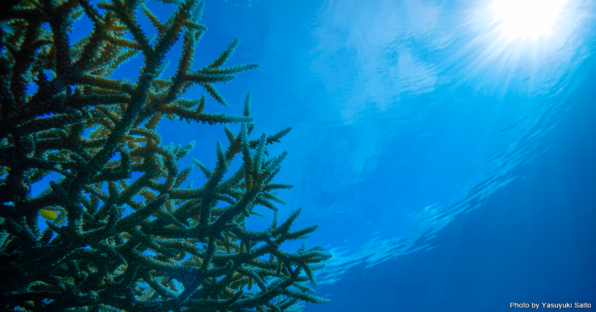 Best Beaches and Dive Destinations in Japan | Marine Diving web