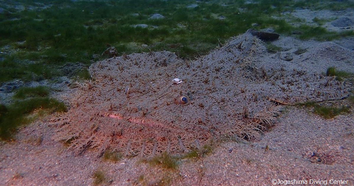 Yellow goosefish sighting in Jogashima | News & Topics | Marine Diving web