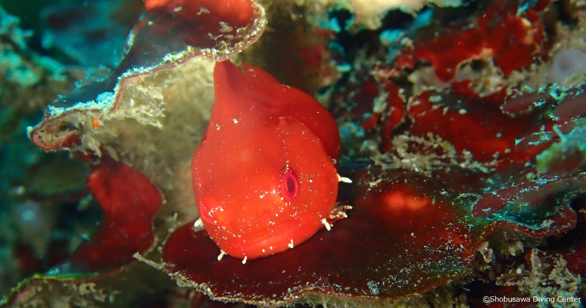 Lumpfish everywhere! Shobuzawa | News & Topics | Marine Diving web